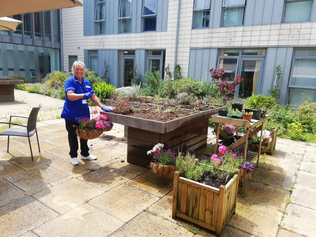 Some sunny photos from the Le Marchant Ward garden - Only Fools And Donkeys